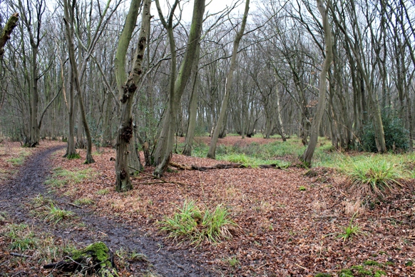 Balls Wood - Woodland Trust