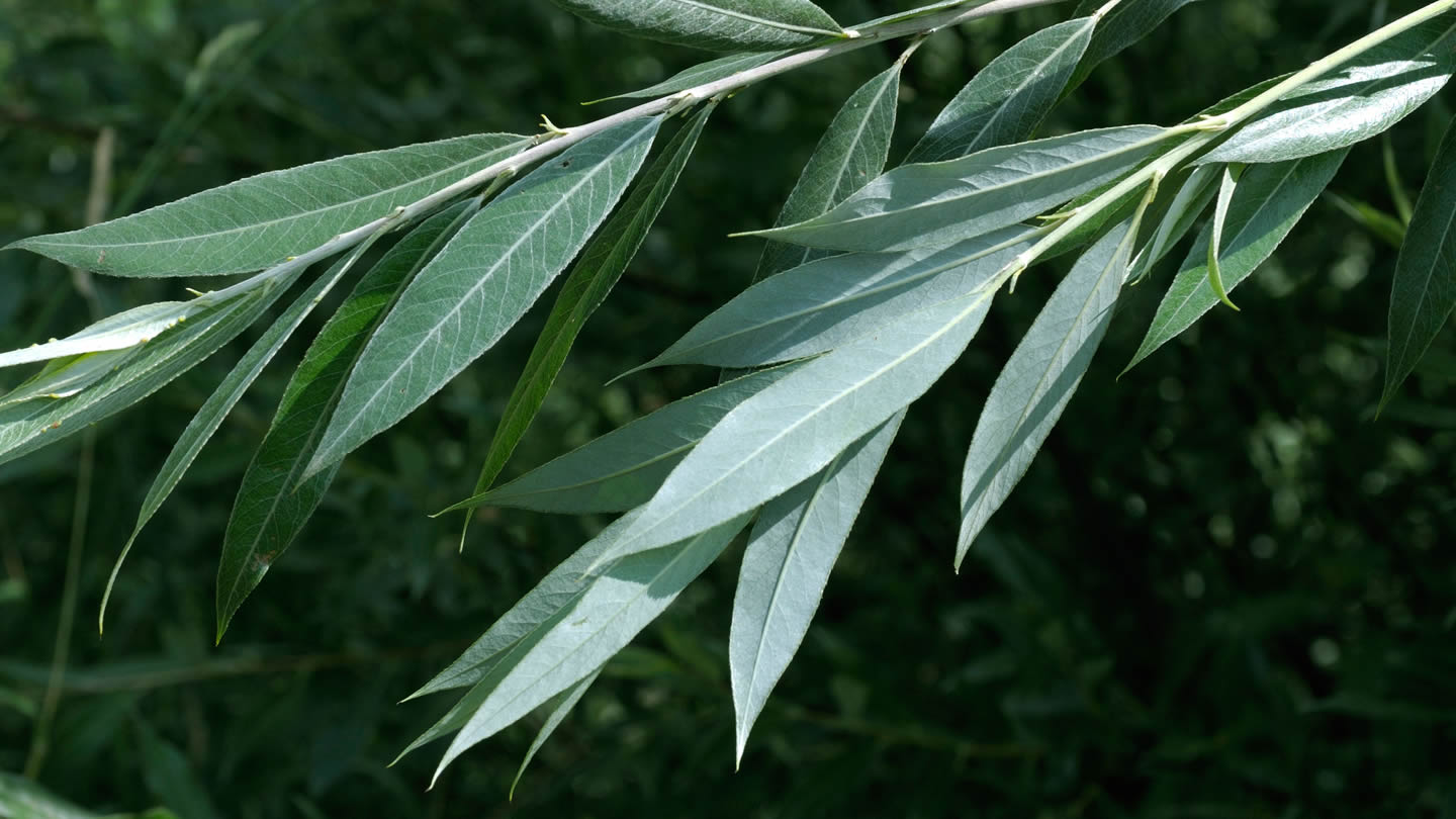 How to Identify Trees: A Simple Guide - Woodland Trust