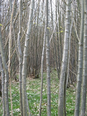 Cromers Wood - Woodland Trust