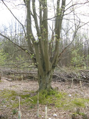 Cromers Wood - Woodland Trust