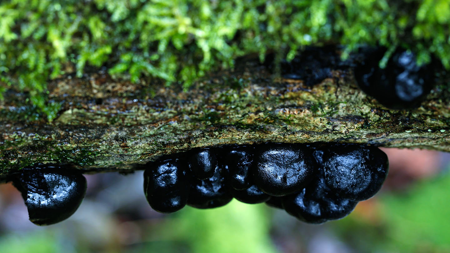 King Alfred’s Cakes (Daldinia concentrica) - Woodland Trust