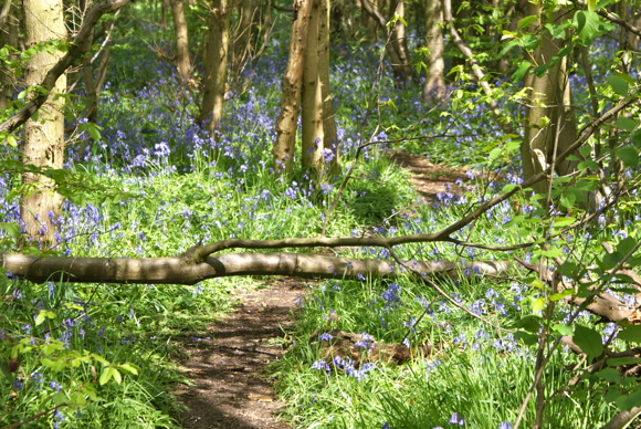 East Blean Wood Nature Reserve - Woodland Trust