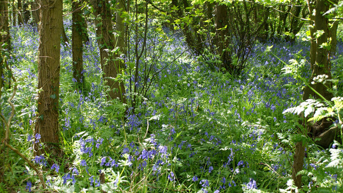 East Blean Wood Nature Reserve - Woodland Trust