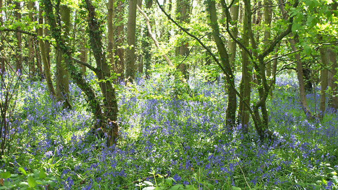 East Blean Wood Nature Reserve - Woodland Trust