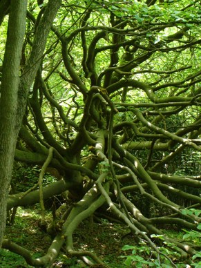 Yockletts Bank Nature Reserve - Woodland Trust