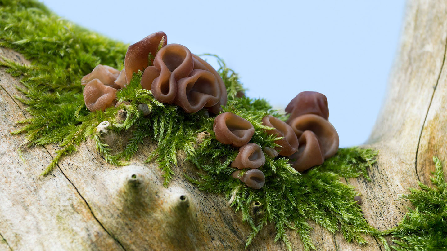 Jelly Ear (Auricularia auricula-judae) - Woodland Trust
