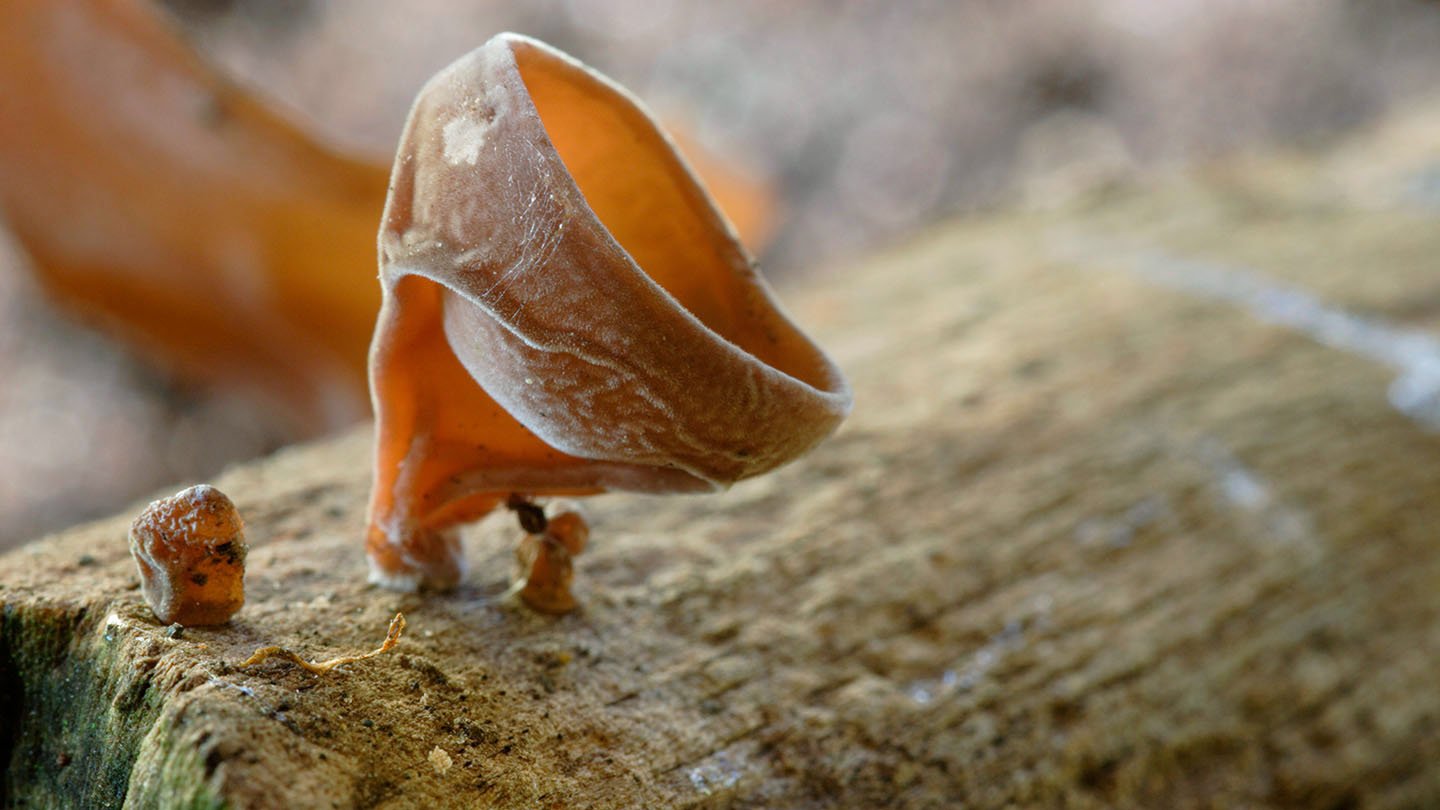 Jelly Ear (Auricularia auricula-judae) - Woodland Trust