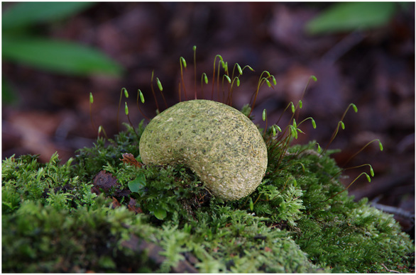 Mere Sands Wood - Woodland Trust