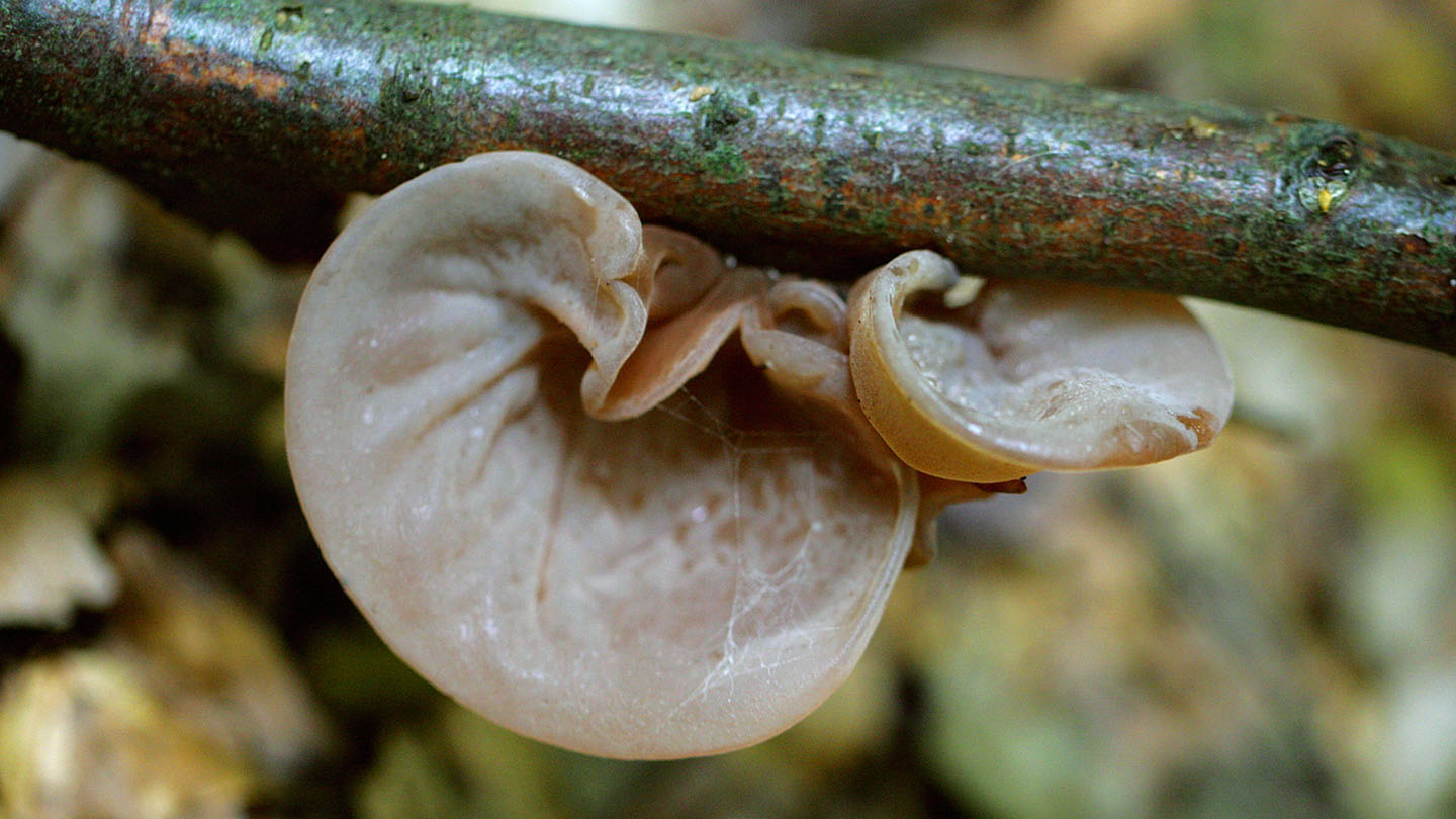 Jelly Ear (Auricularia auricula-judae) - Woodland Trust