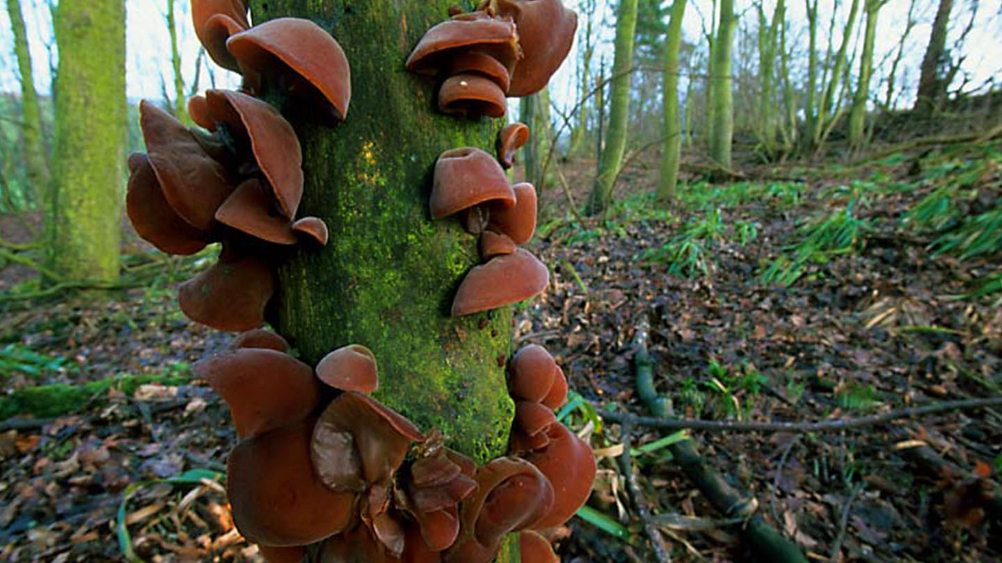 Jelly Ear (Auricularia auricula-judae) - Woodland Trust