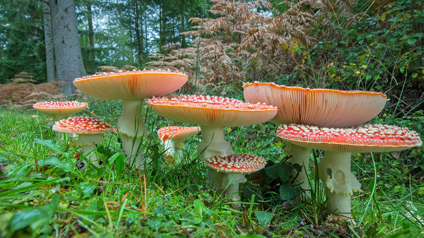 Fly Agaric (Amanita muscaria) - Woodland Trust