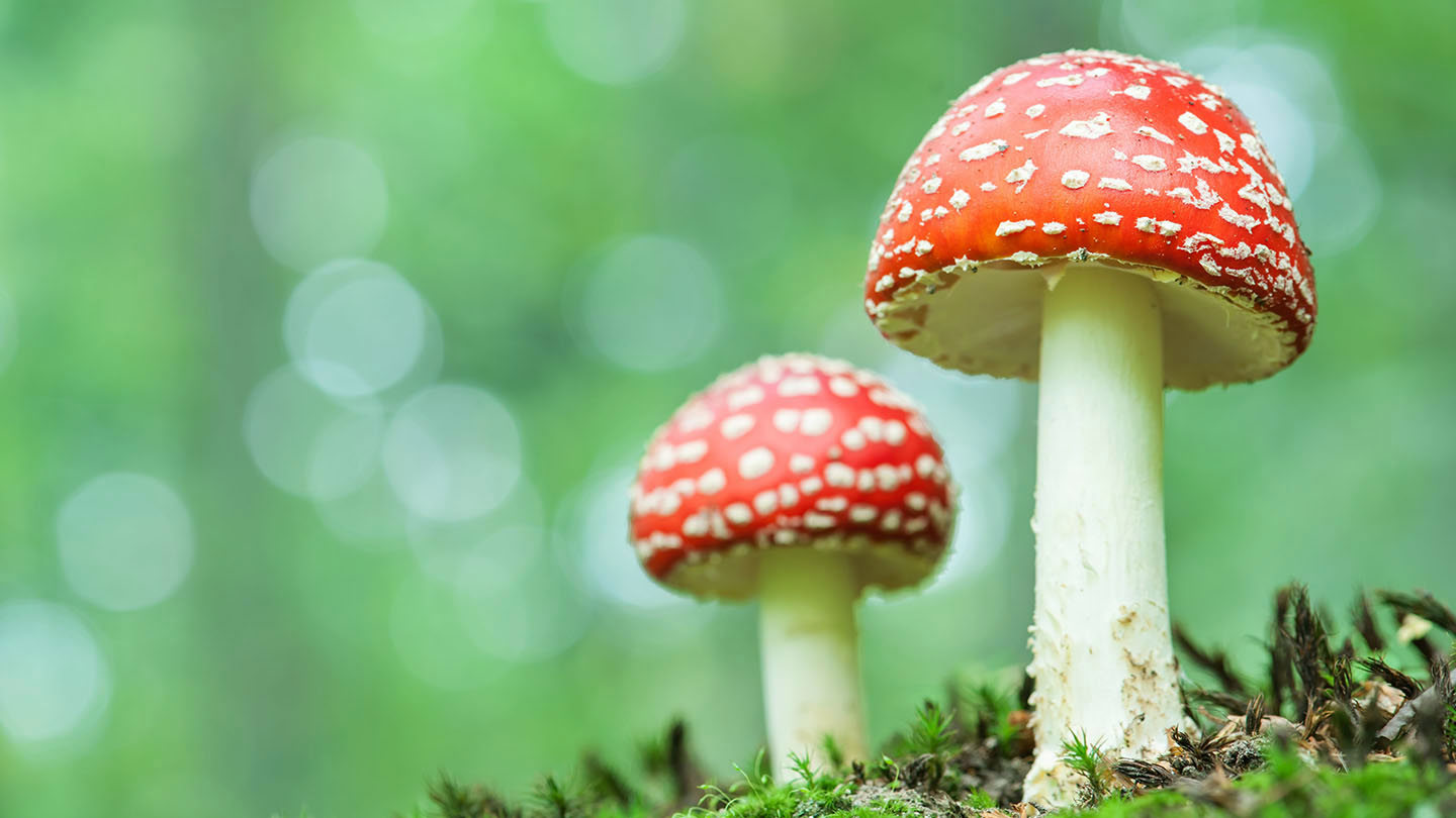 Types Of UK Mushrooms: Identification Guide - Woodland Trust