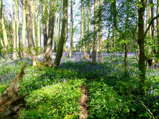 Dole Wood - Woodland Trust