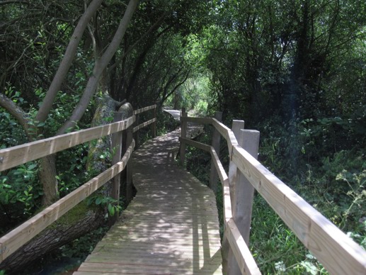 Denham Lock Wood SSSI - Woodland Trust