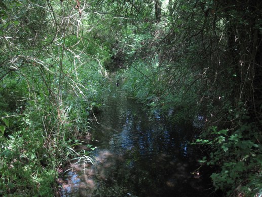 Denham Lock Wood SSSI - Woodland Trust