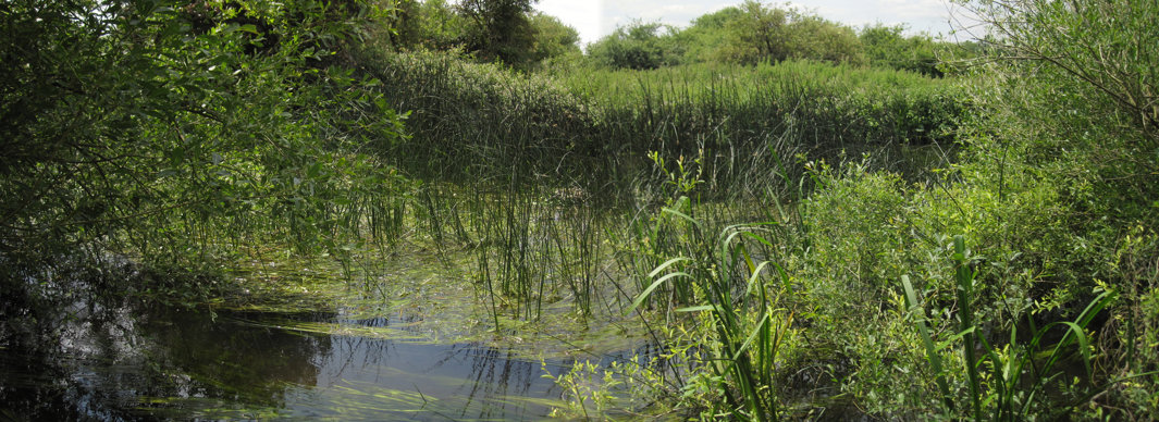 Denham Lock Wood SSSI - Woodland Trust