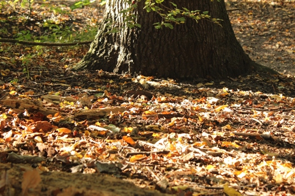 Oak Hill Woods - Woodland Trust