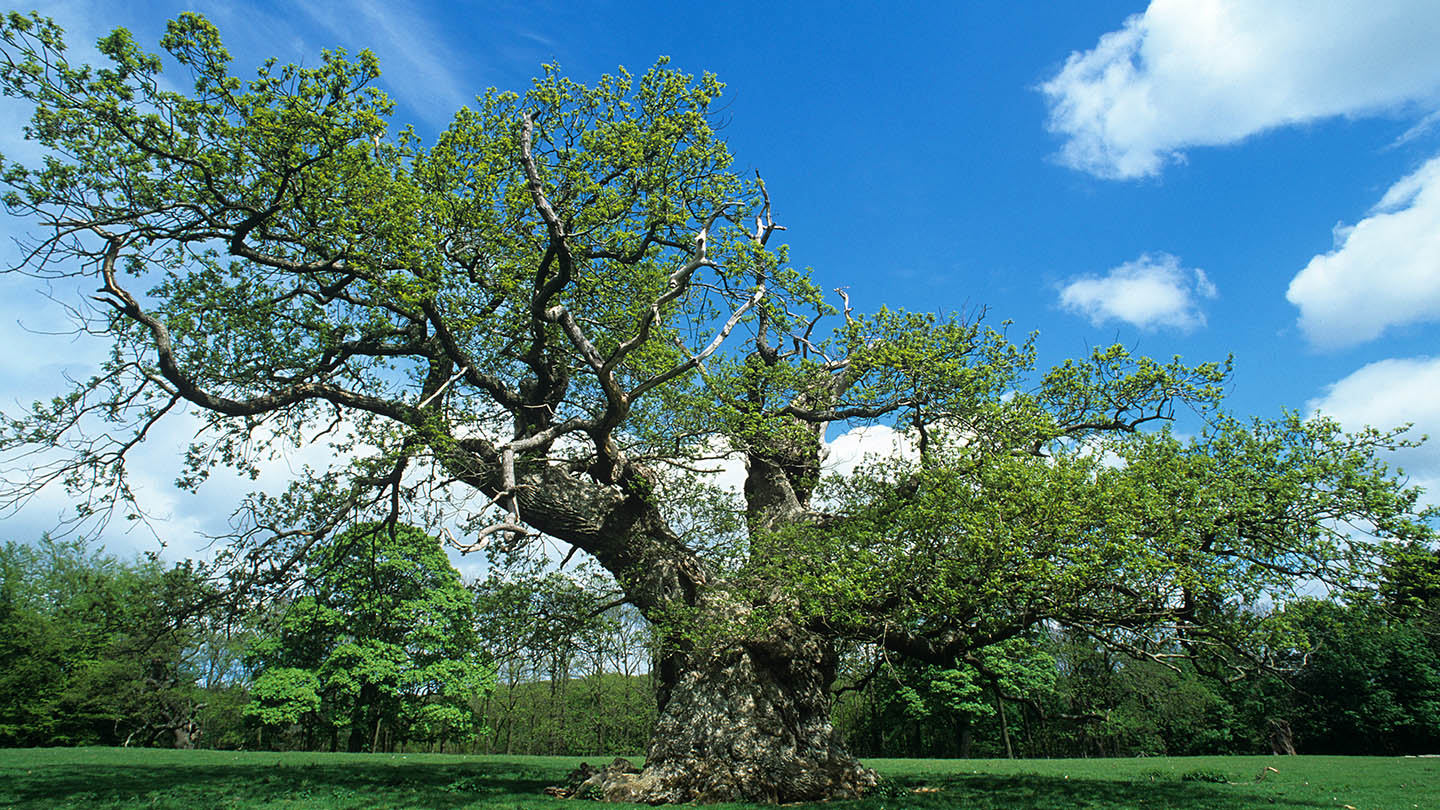 Ancient Trees - Woodland Trust