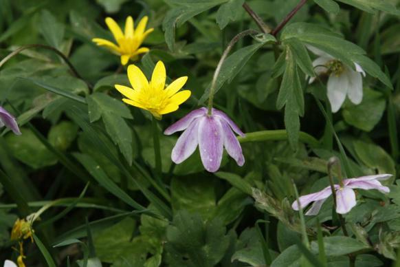 Foxley Wood - Woodland Trust