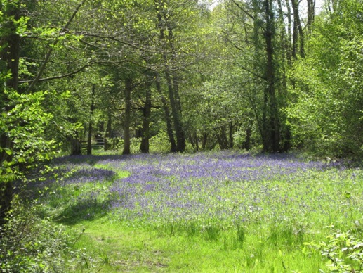 Foxley Wood - Woodland Trust