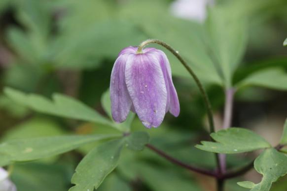 Foxley Wood - Woodland Trust