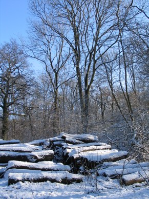 Wayland Wood - Woodland Trust