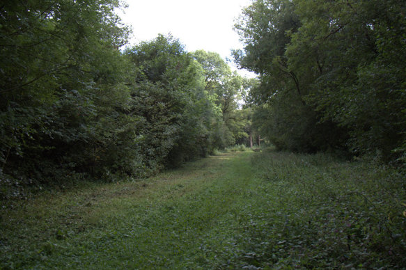 Wayland Wood - Woodland Trust