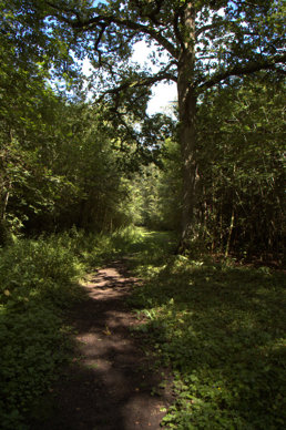 Wayland Wood - Woodland Trust