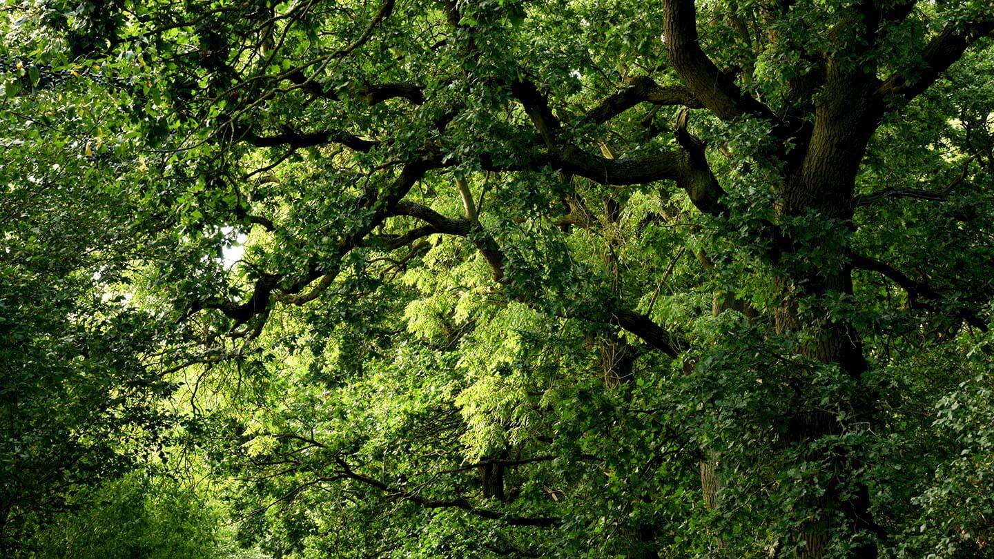 Archers Wood - Visiting Woods - Woodland Trust