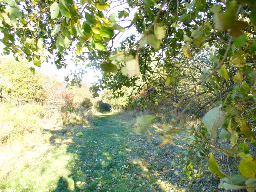 Upper Nethan Gorge - Woodland Trust