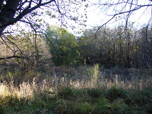 Upper Nethan Gorge - Woodland Trust