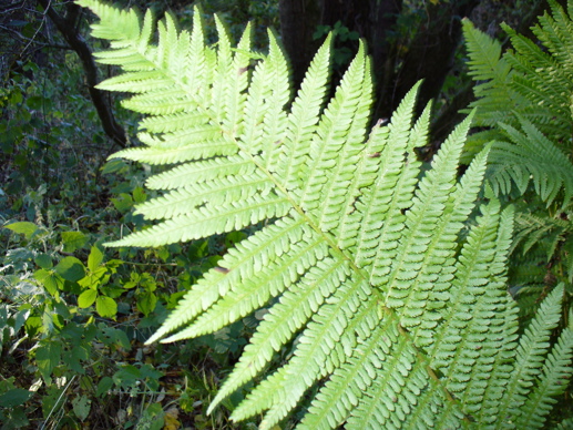 Upper Nethan Gorge - Woodland Trust