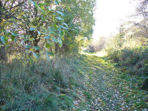 Upper Nethan Gorge - Woodland Trust