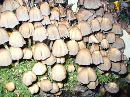 Upper Nethan Gorge - Woodland Trust