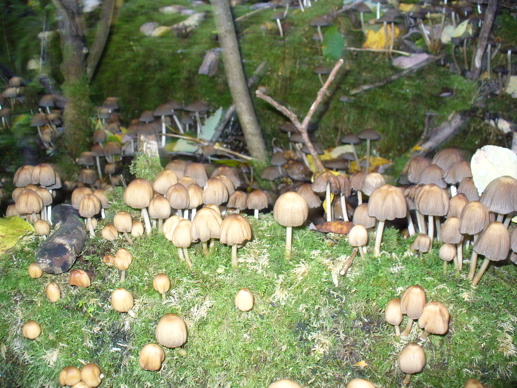 Upper Nethan Gorge - Woodland Trust