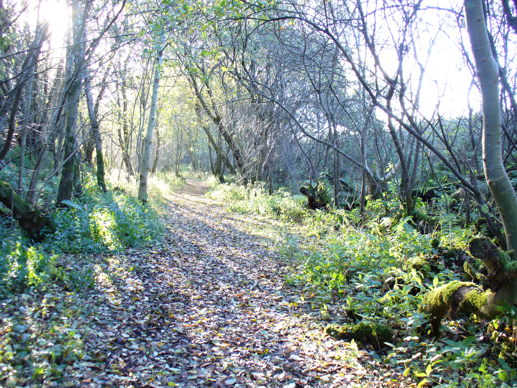 Upper Nethan Gorge - Woodland Trust