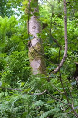 Loch Libo - Woodland Trust