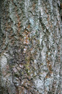 Loch Libo - Woodland Trust