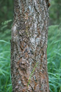 Loch Libo - Woodland Trust