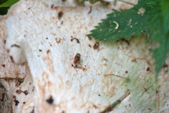 Loch Libo - Woodland Trust