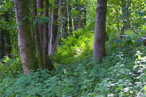 Loch Libo - Woodland Trust