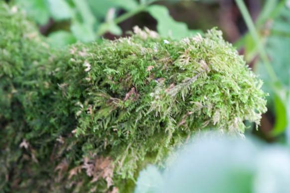 Loch Libo - Woodland Trust