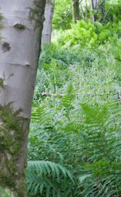 Loch Libo - Woodland Trust