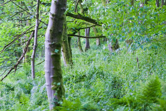 Loch Libo - Woodland Trust
