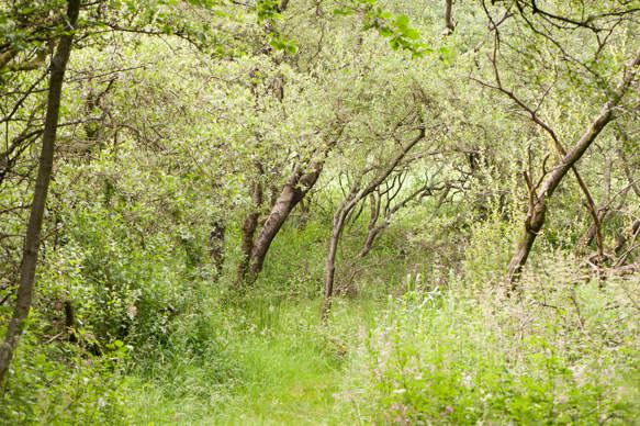Loch Libo - Woodland Trust