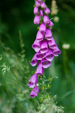 Loch Libo - Woodland Trust
