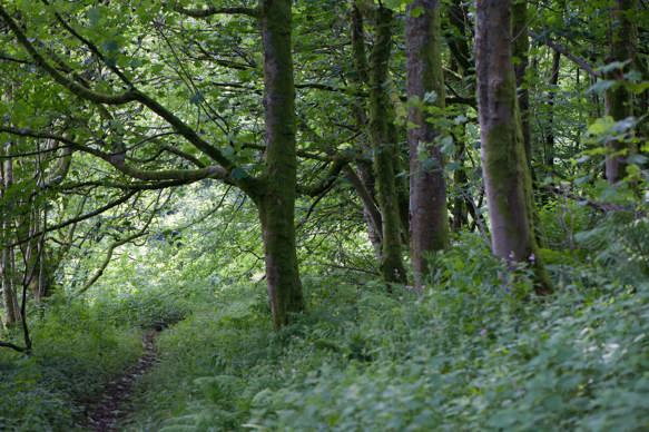 Loch Libo - Woodland Trust