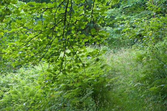 Loch Libo - Woodland Trust