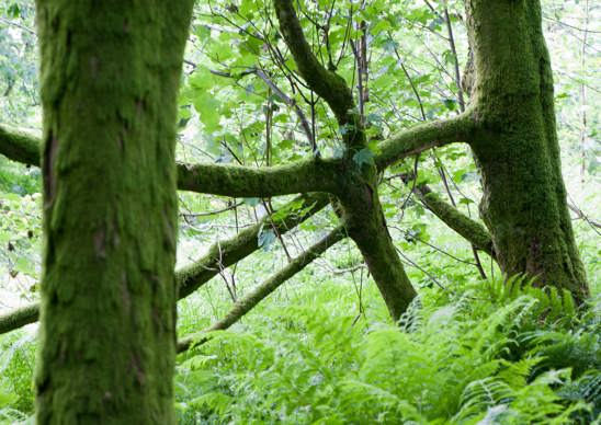 Loch Libo - Woodland Trust