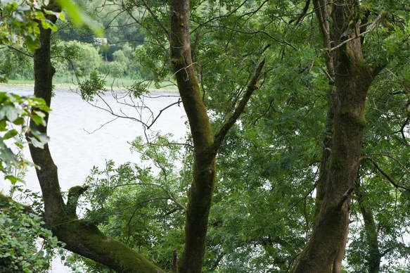Loch Libo - Woodland Trust